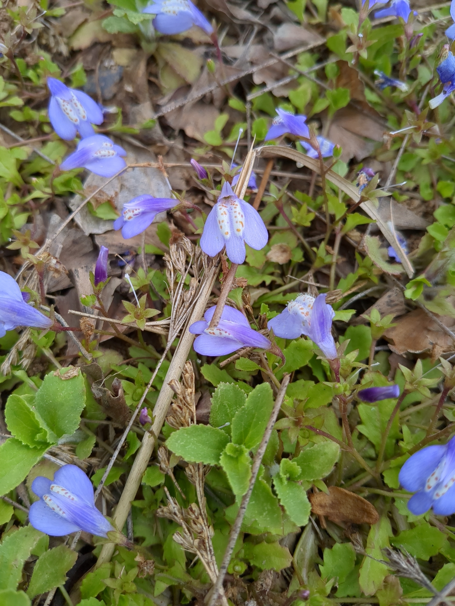 Media of Miquel's Mazus - Maryland Biodiversity Project