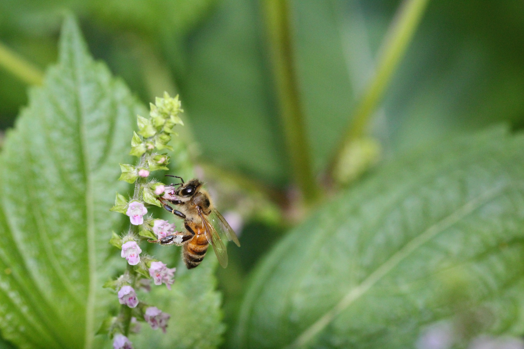Record #1347928 Details - Maryland Biodiversity Project