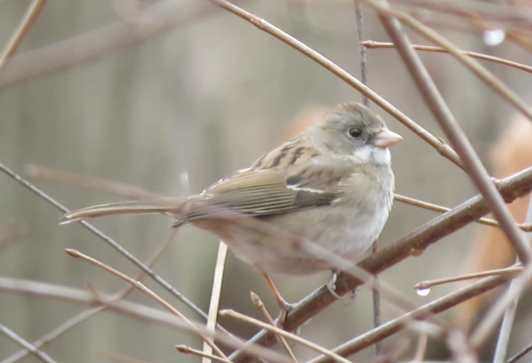 About Dark-eyed Junco x White-throated Sparrow (hybrid) - Maryland ...