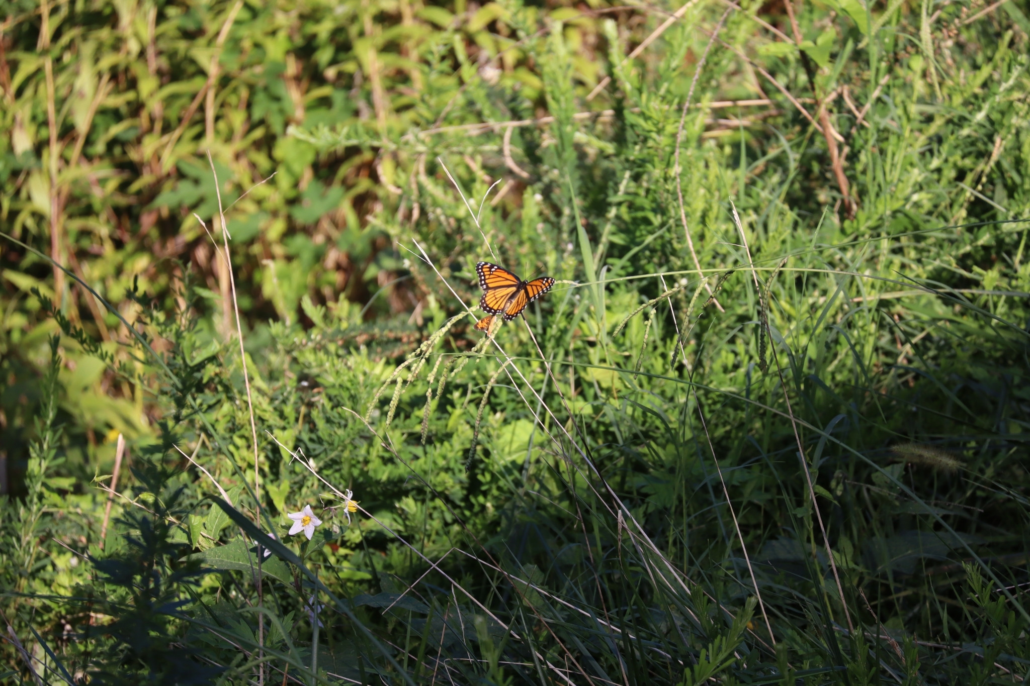 Record #1353031 Details - Maryland Biodiversity Project