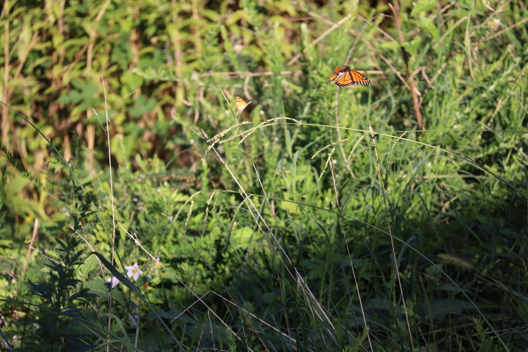Record #1353031 Details - Maryland Biodiversity Project