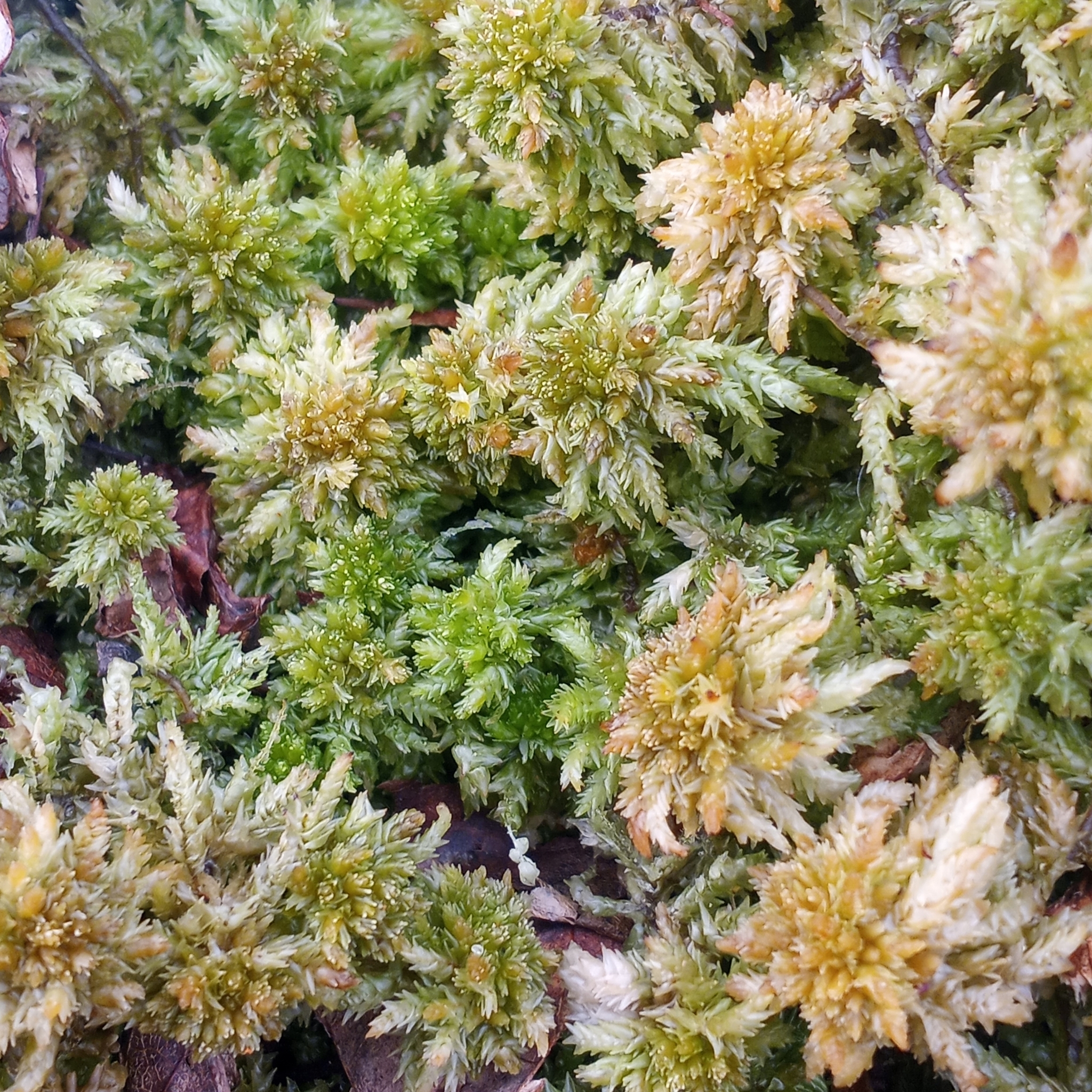 Media of Imbricate Bog-Moss - Maryland Biodiversity Project