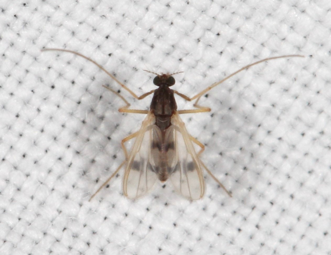 About Polypedilum scalaenum - Maryland Biodiversity Project