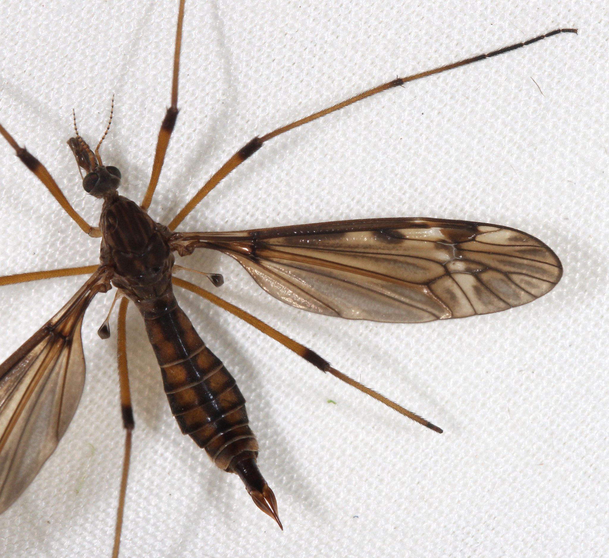 Record #1365491 Details - Maryland Biodiversity Project