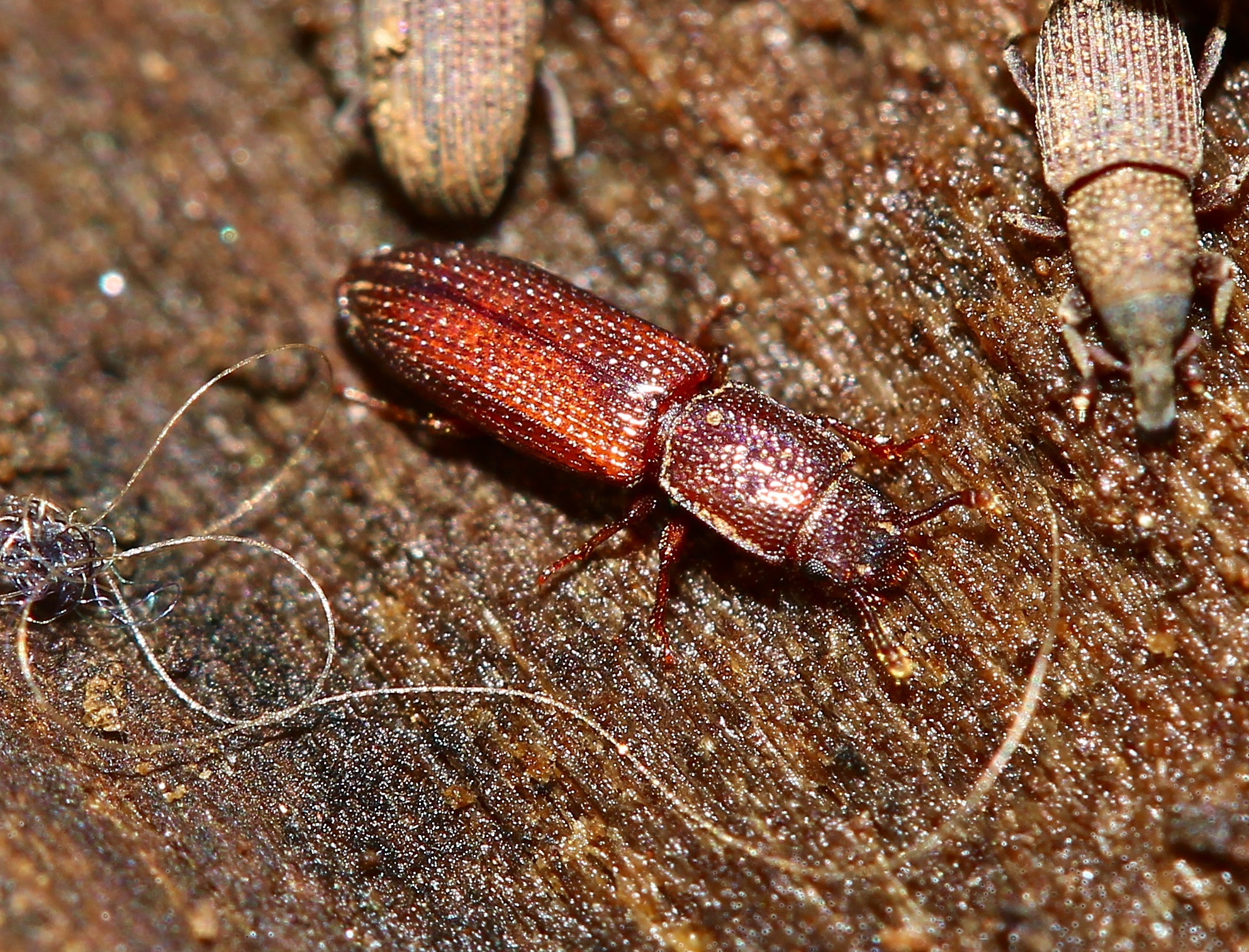 About Pycnomerus reflexus - Maryland Biodiversity Project