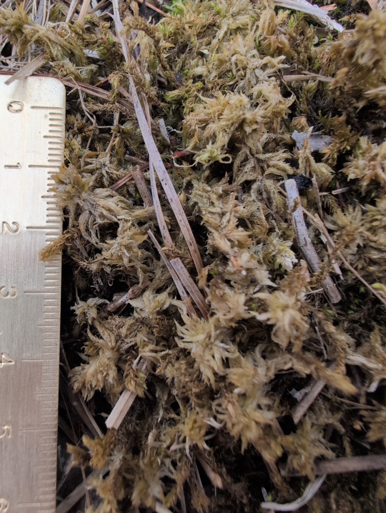 About Lescur's Sphagnum - Maryland Biodiversity Project