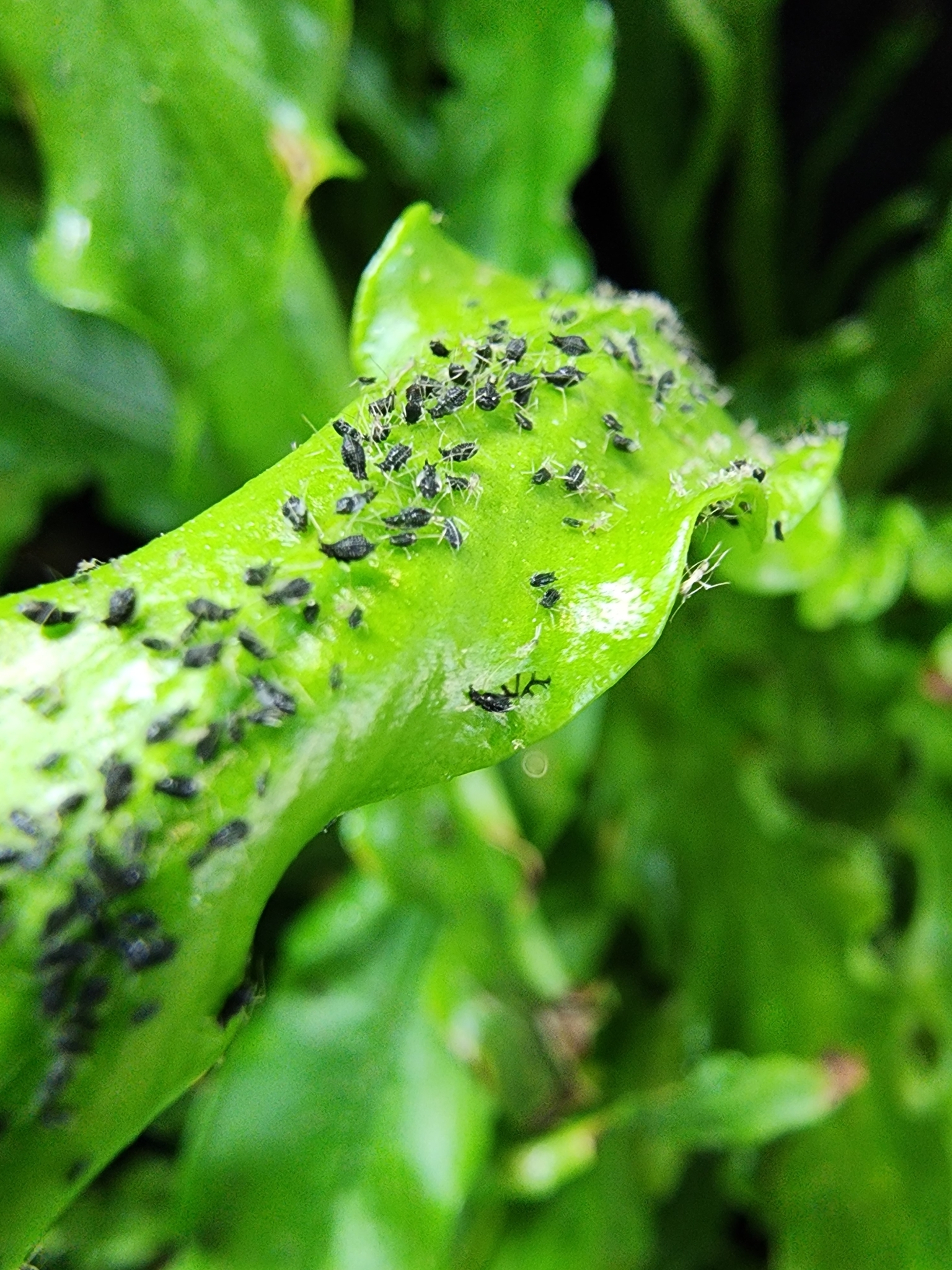 Media of Fern Aphid - Maryland Biodiversity Project