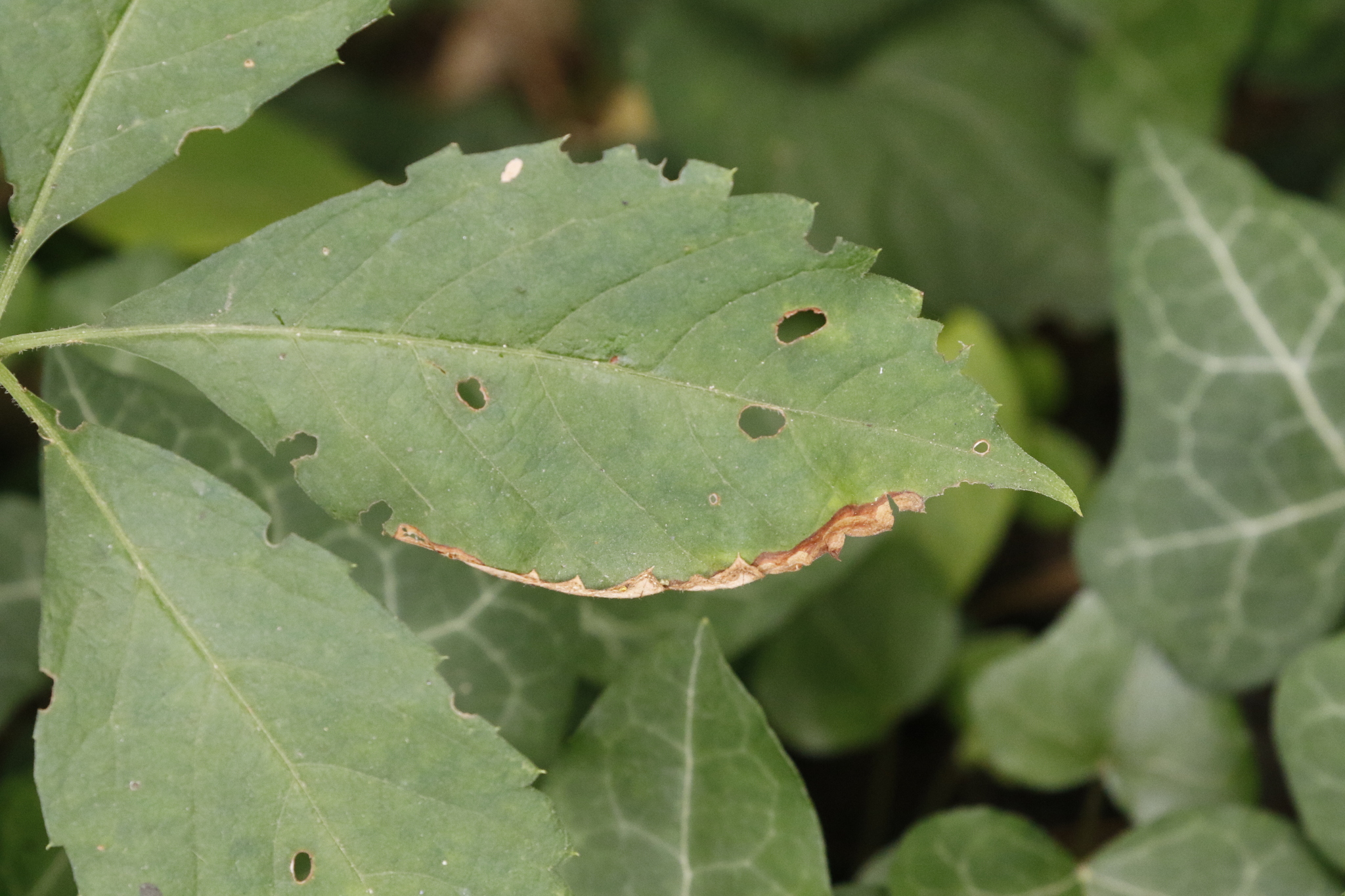 About Orchestomerus eisemani - Maryland Biodiversity Project