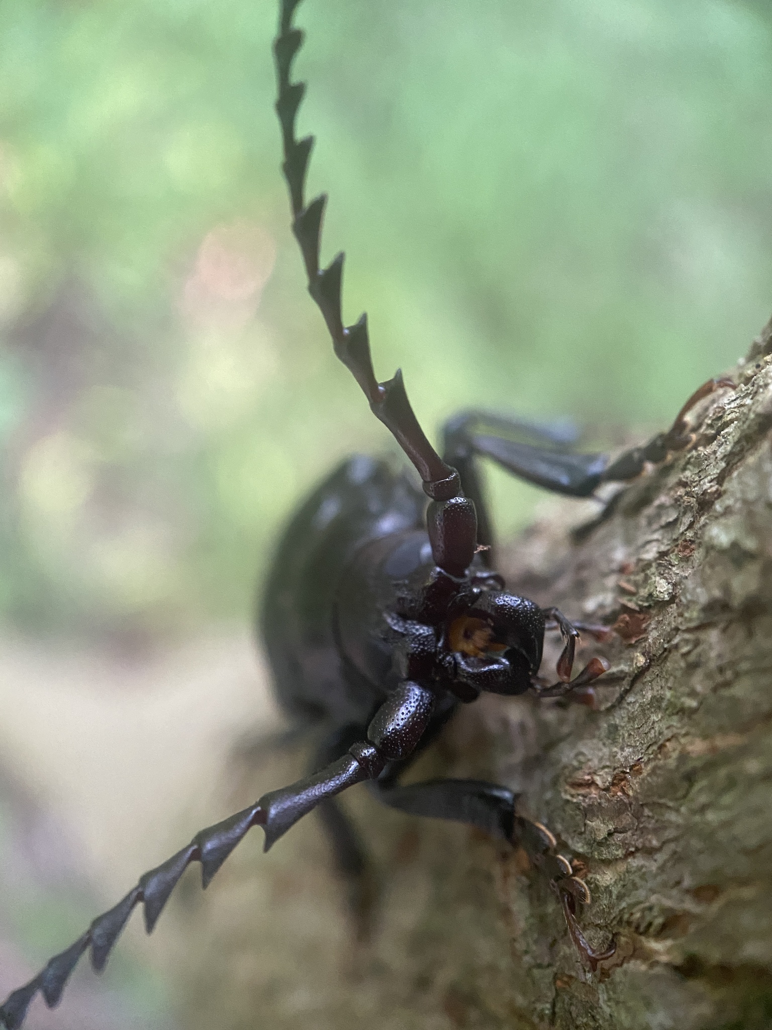 About Broad-necked Root Borer - Maryland Biodiversity Project