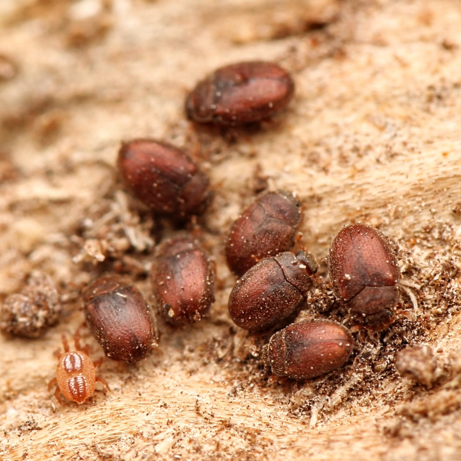 About Mychocerinus depressus - Maryland Biodiversity Project