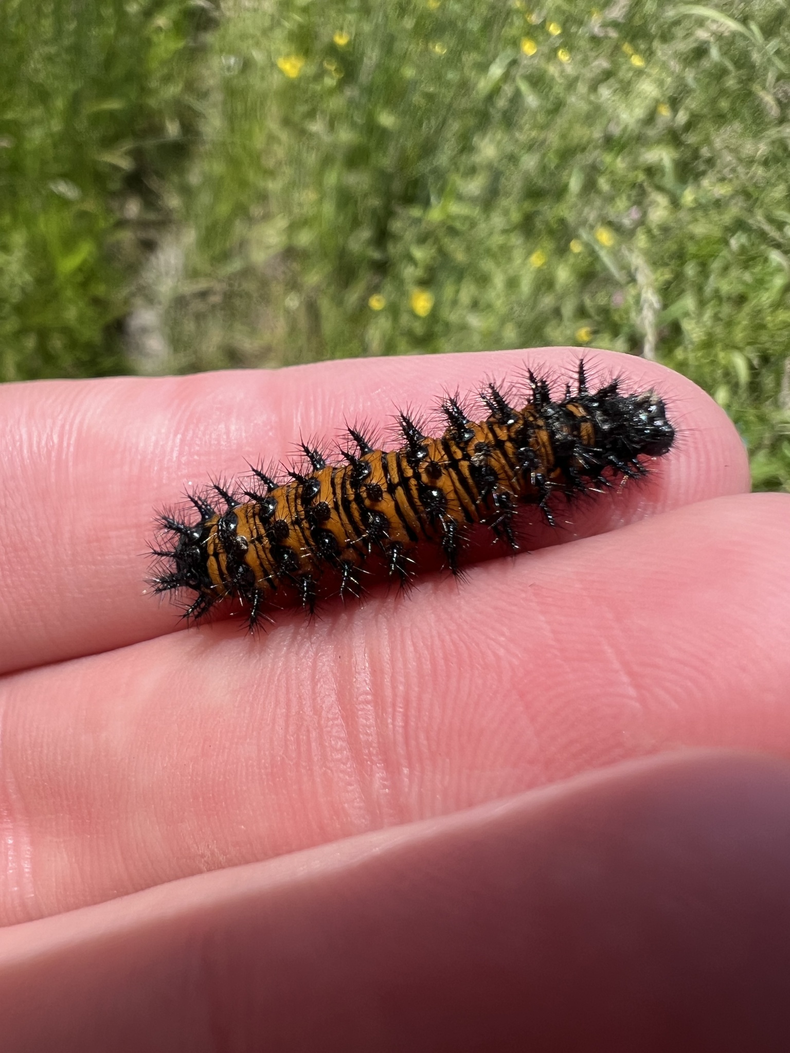 About Baltimore Checkerspot - Maryland Biodiversity Project