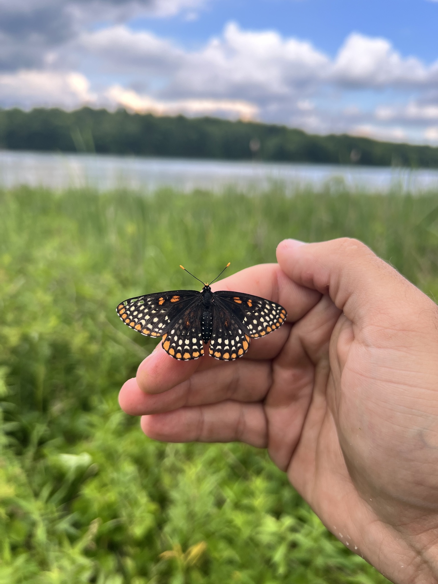 About Baltimore Checkerspot - Maryland Biodiversity Project