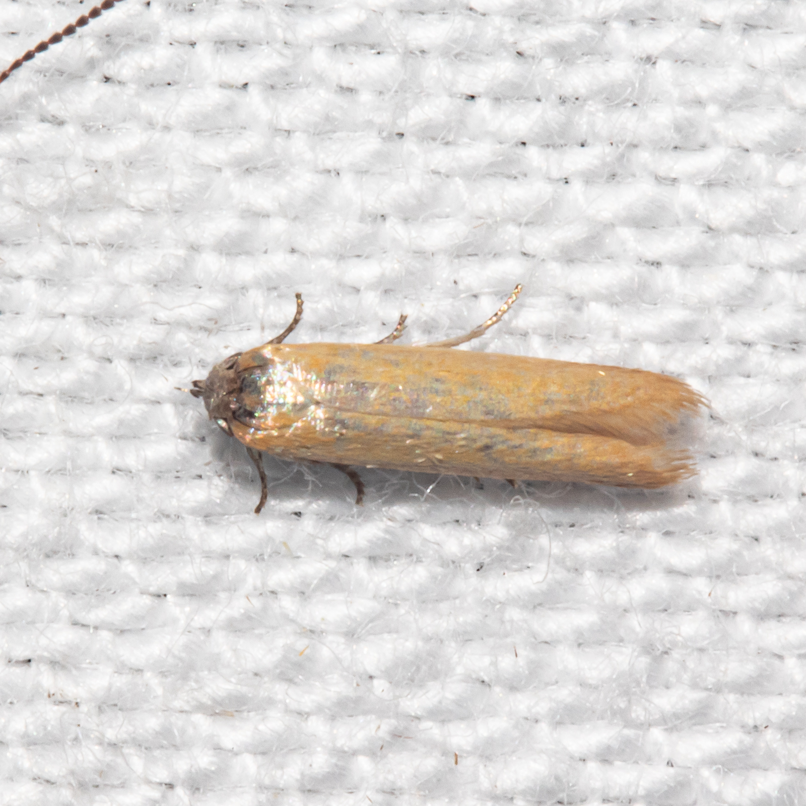 Media of Eastern Pine Catkin Borer - Maryland Biodiversity Project