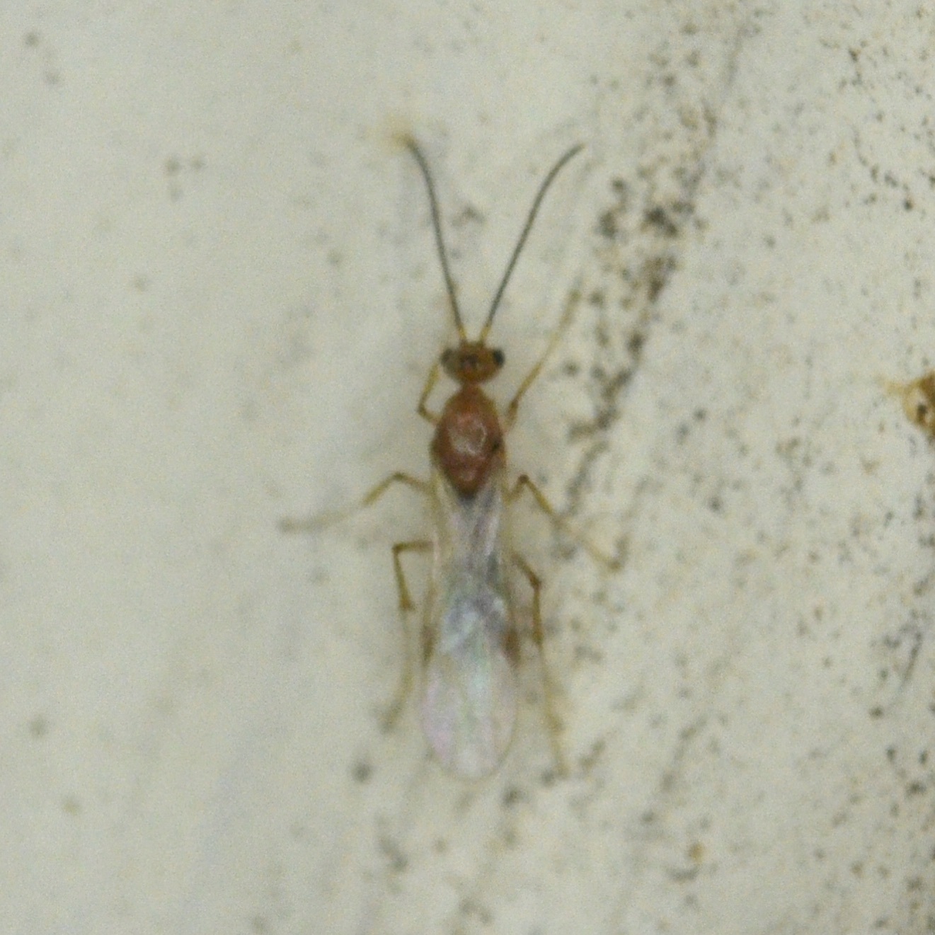 About Asian Needle Ant - Maryland Biodiversity Project