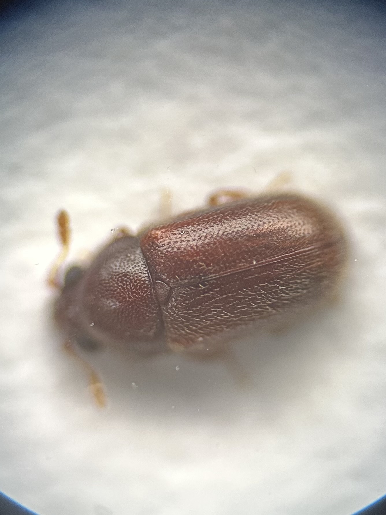 About Sphindus trinifer - Maryland Biodiversity Project