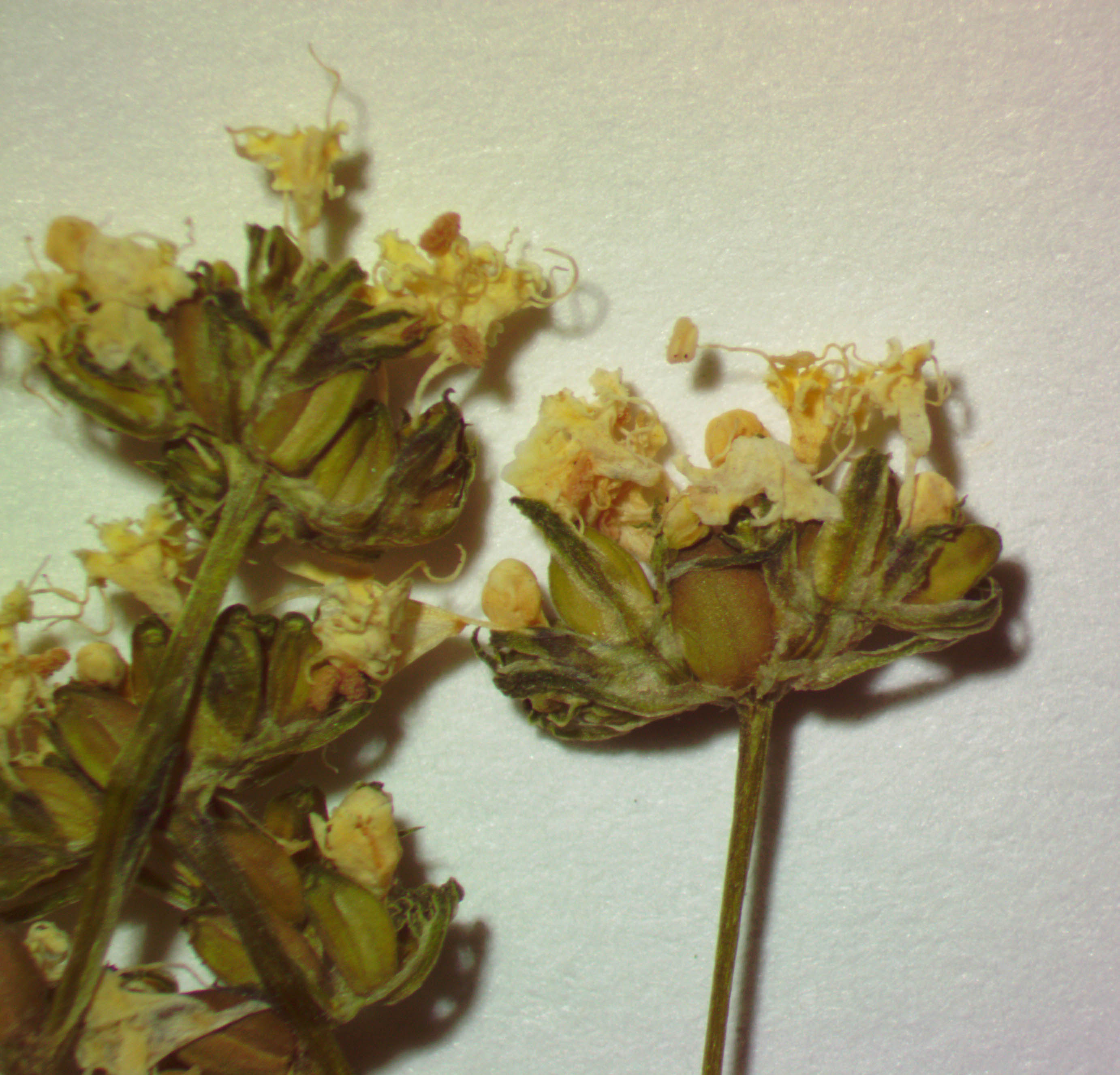 About Goosefoot Cornsalad - Maryland Biodiversity Project