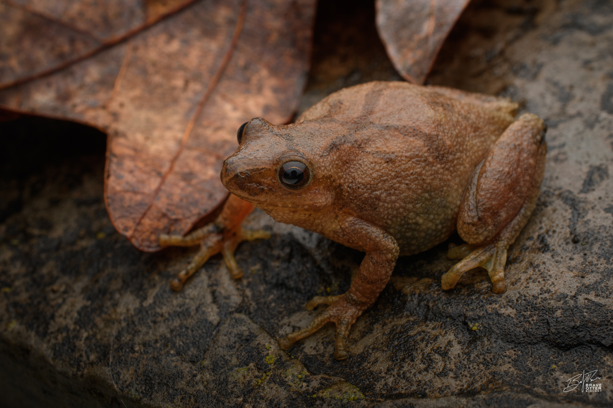 About Spring Peeper - Maryland Biodiversity Project