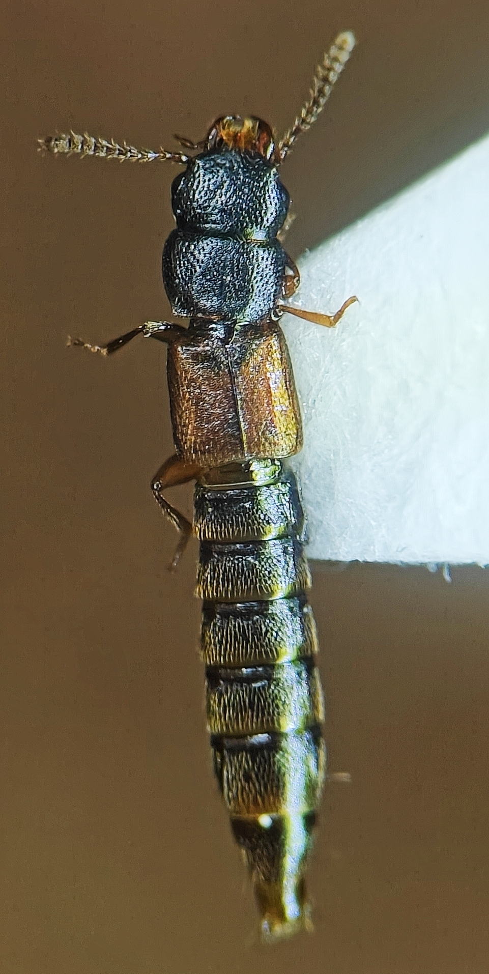 About Charhyphus picipennis - Maryland Biodiversity Project