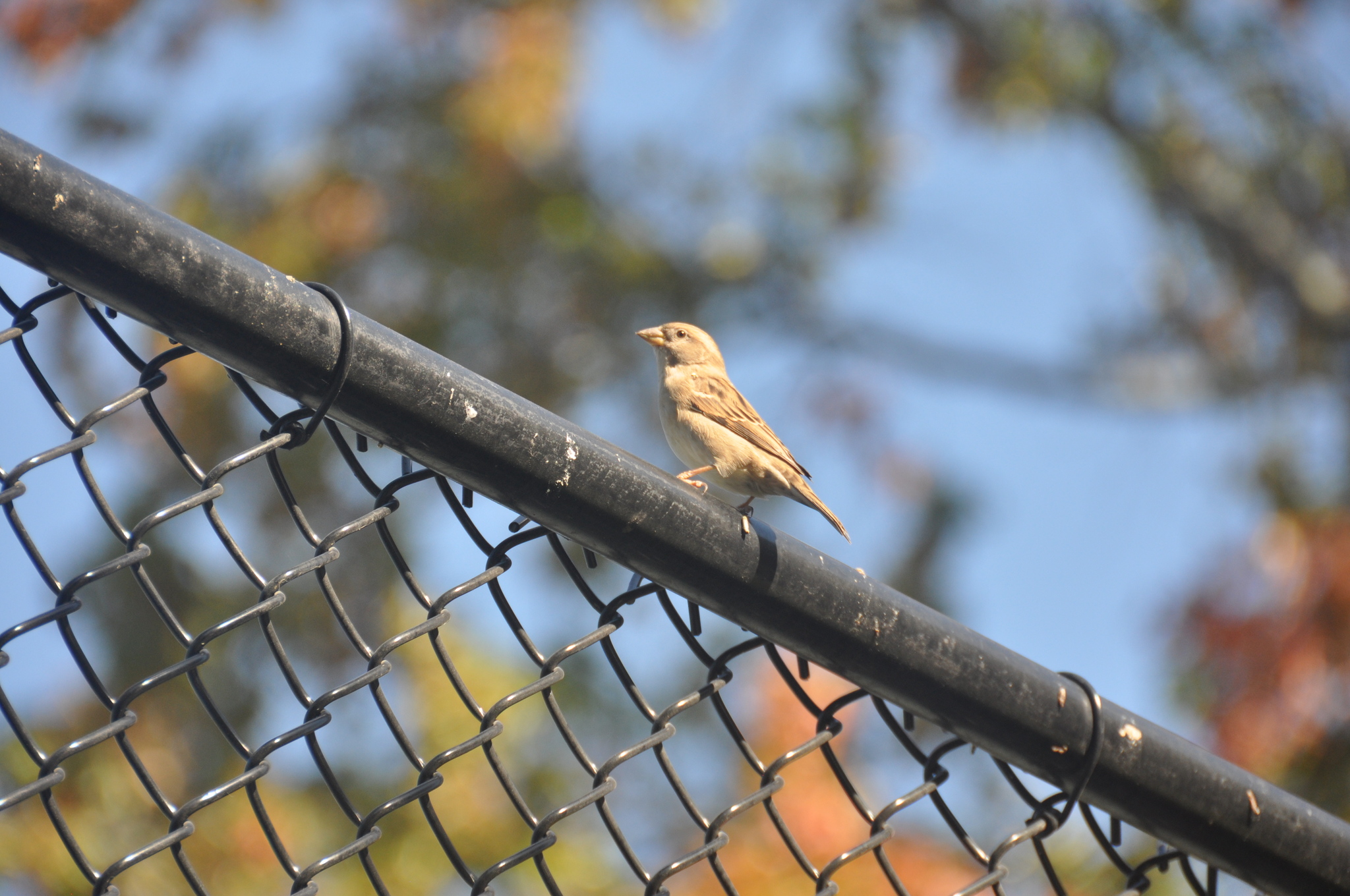 Record #1060102 Details - Maryland Biodiversity Project