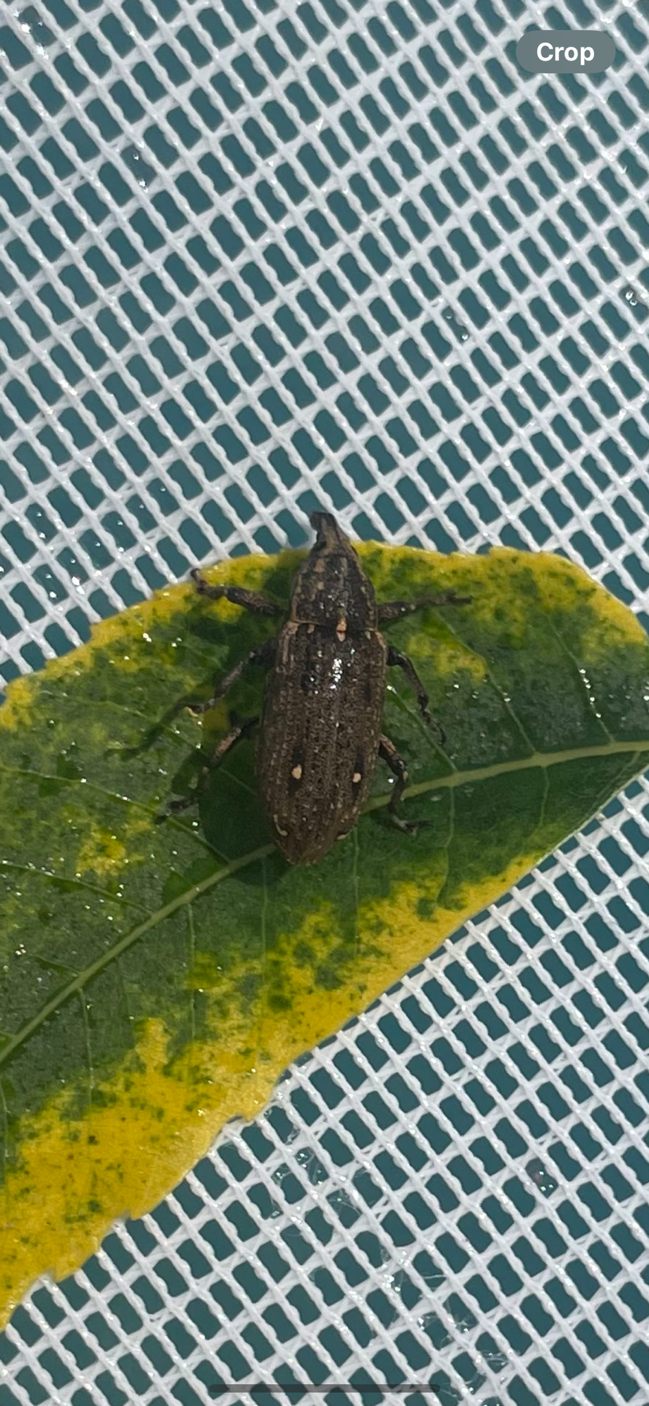 Media of Cypress Weevil - Maryland Biodiversity Project