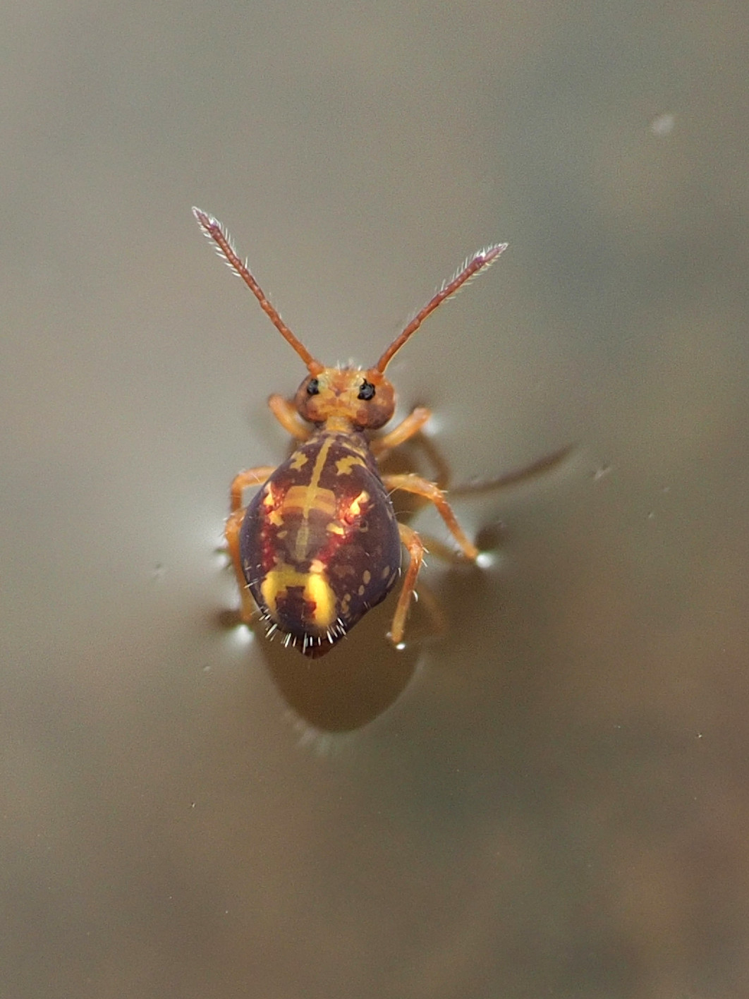 About Dicyrtomina ornata - Maryland Biodiversity Project