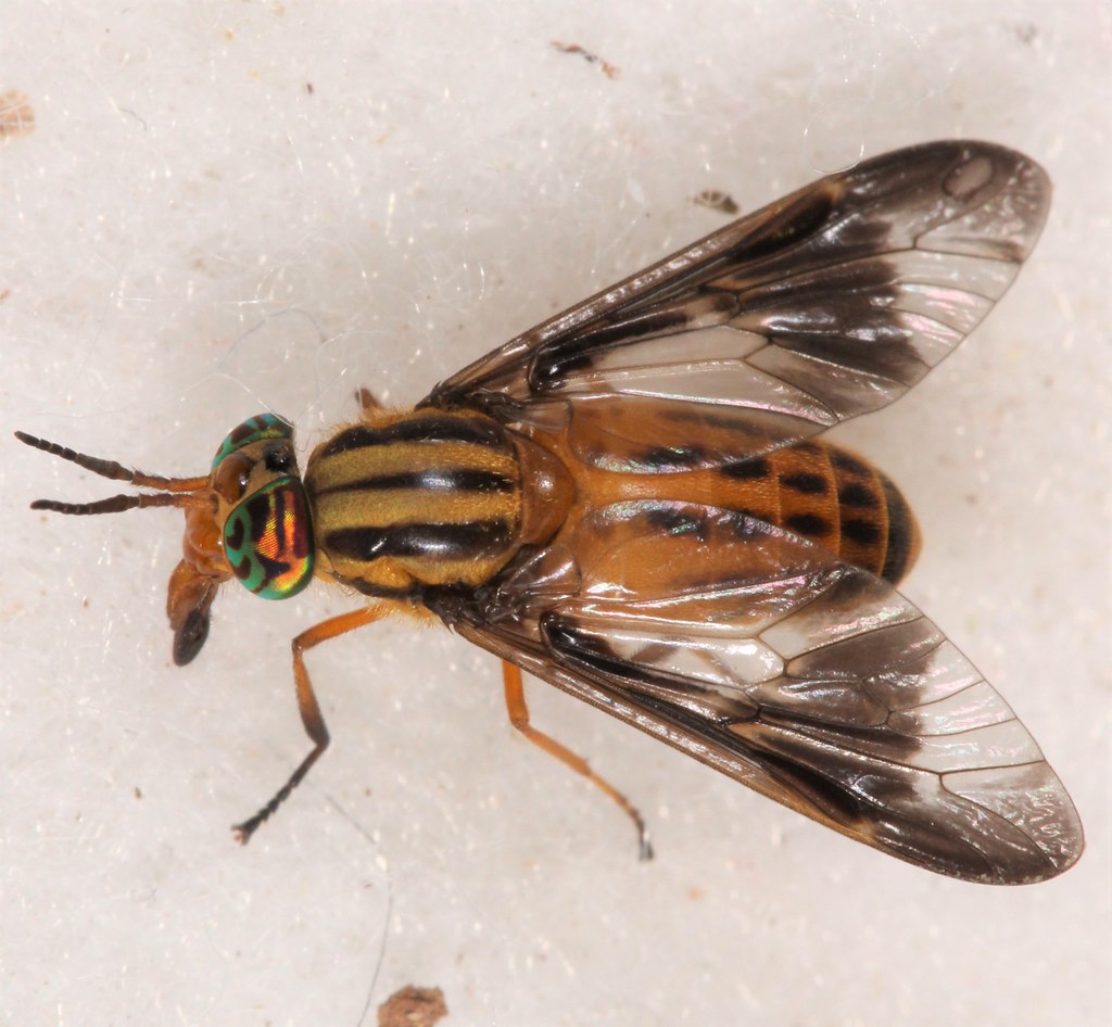 About Chrysops vittatus - Maryland Biodiversity Project