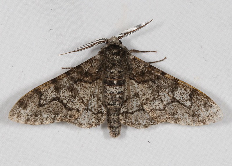 Record #695143 Details - Maryland Biodiversity Project