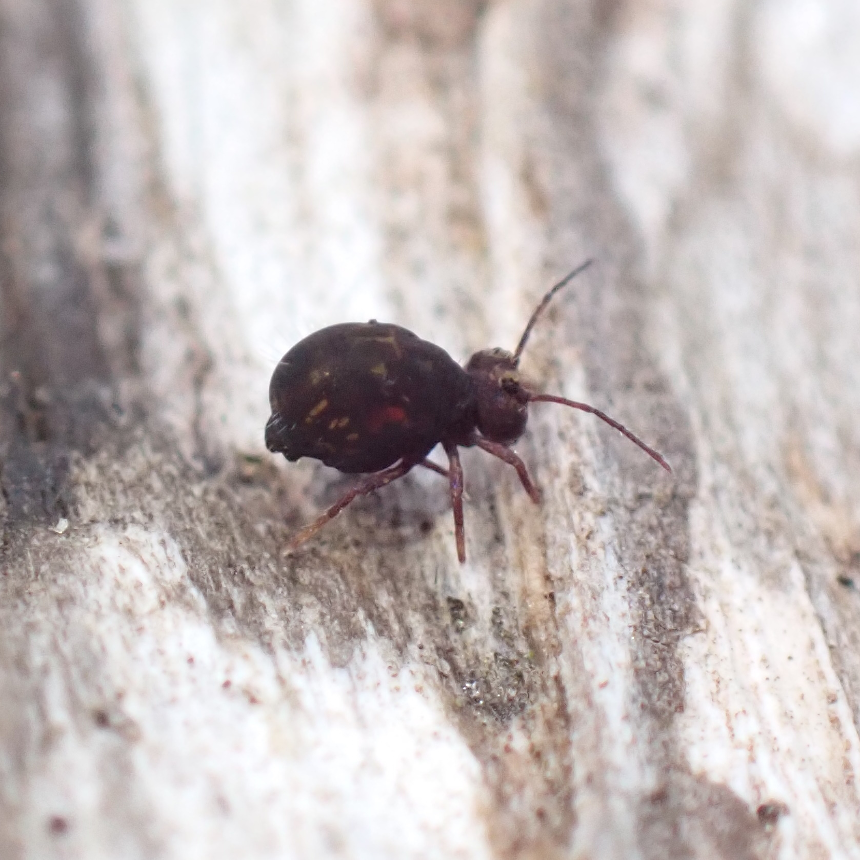 About Dicyrtomina violacea - Maryland Biodiversity Project
