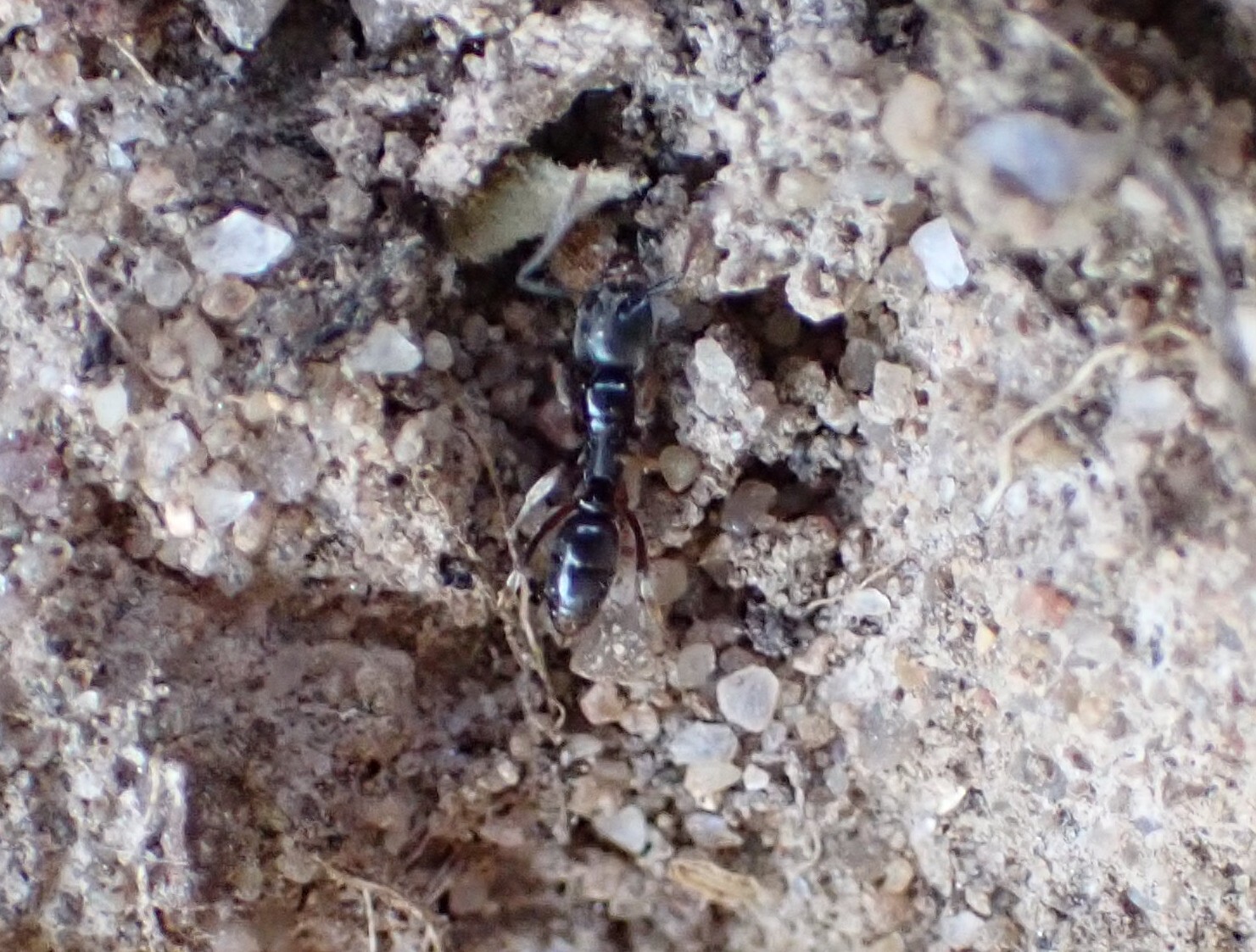 About Asian Needle Ant - Maryland Biodiversity Project