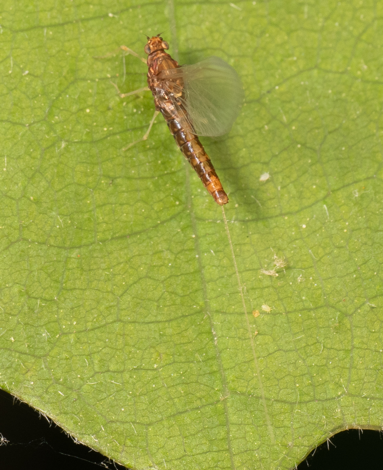 About Acerpenna pygmaea - Maryland Biodiversity Project