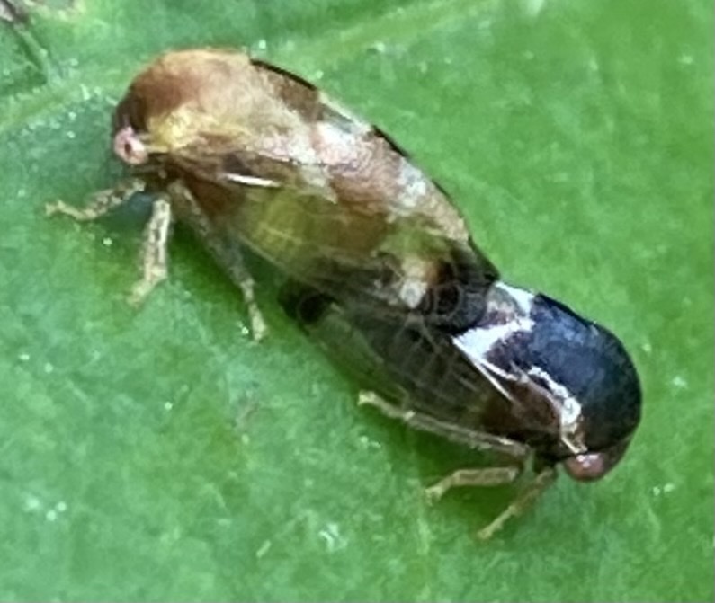 Media of Cyrtolobus togatus - Maryland Biodiversity Project