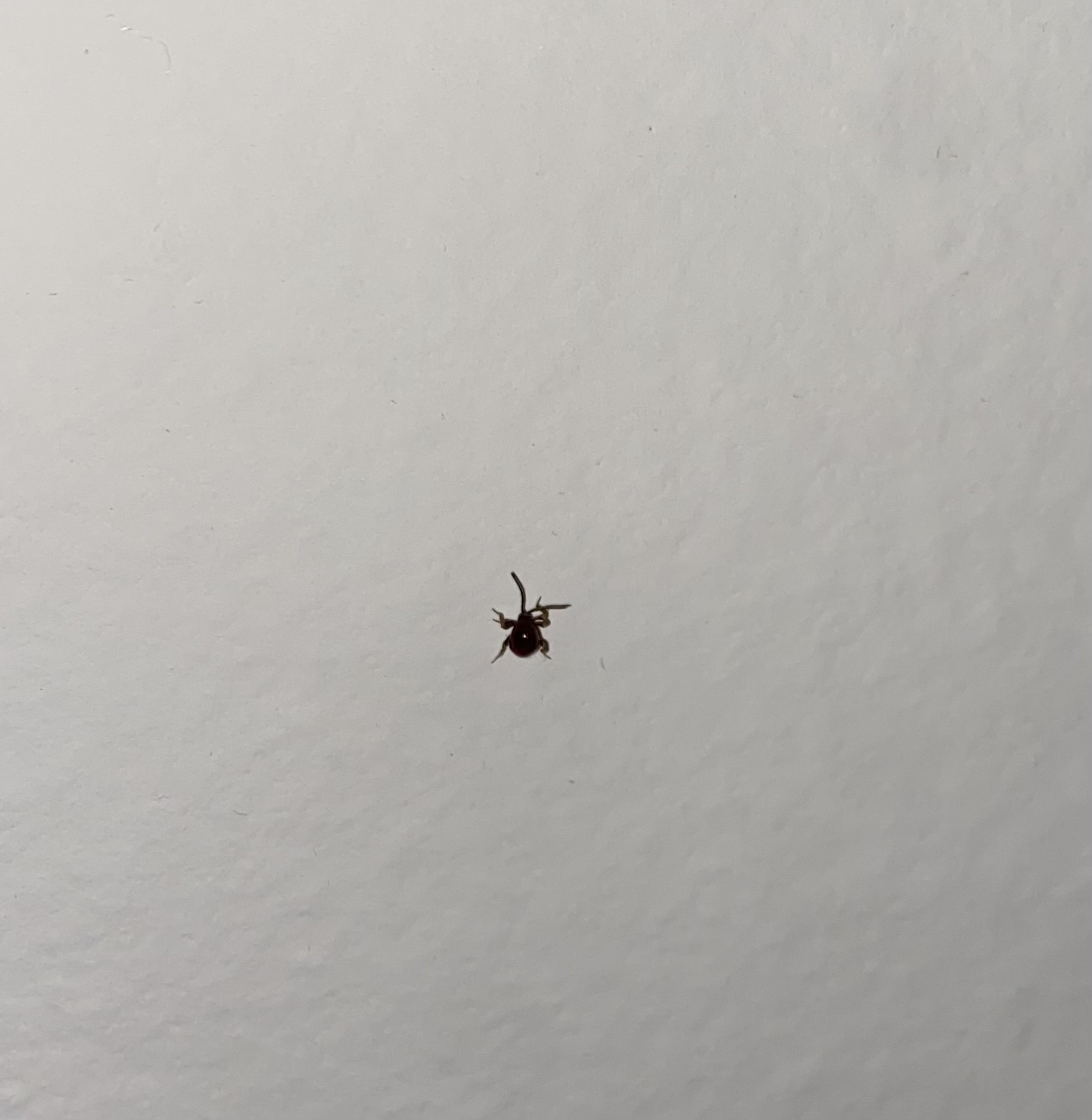 About Gibbium aequinoctiale - Maryland Biodiversity Project