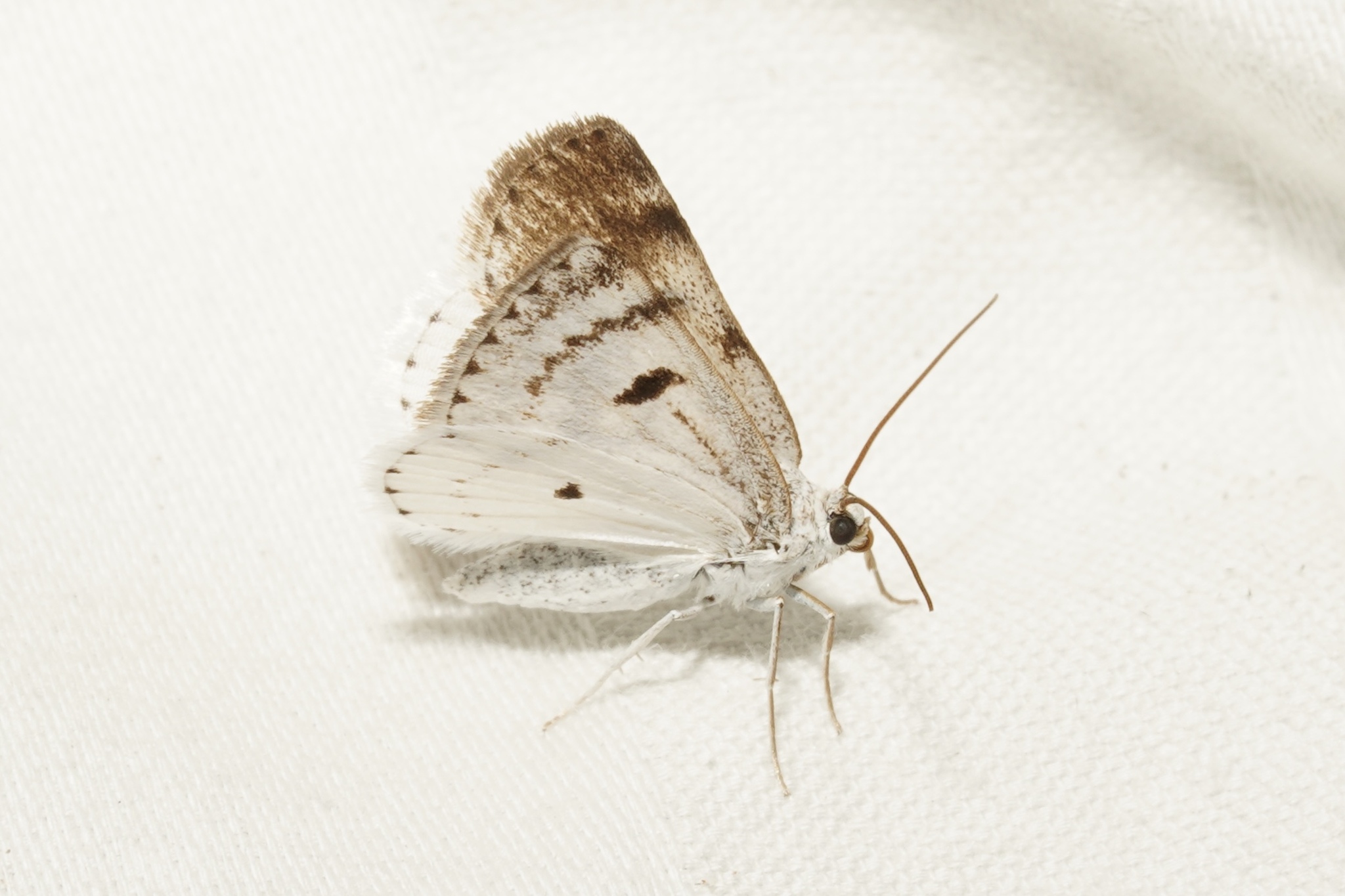 Record #1406187 Details - Maryland Biodiversity Project