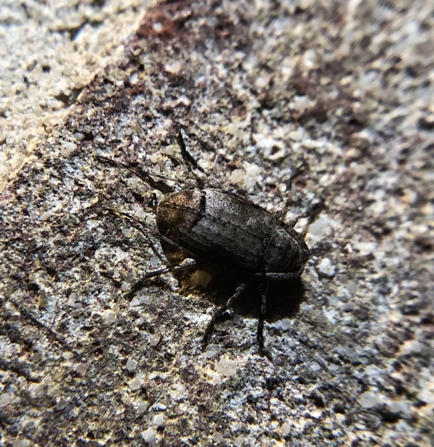 About Sternidius mimeticus - Maryland Biodiversity Project