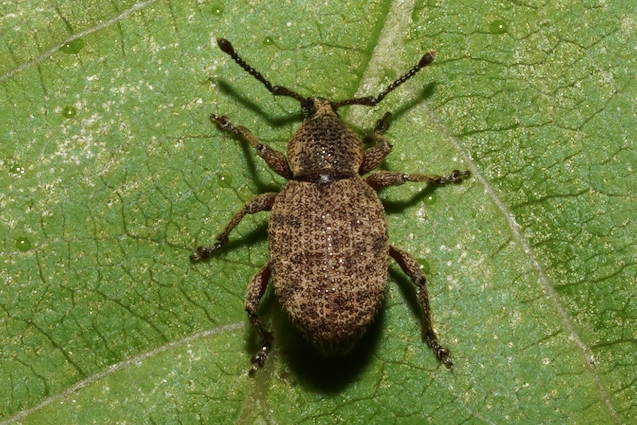 About Clay-coloured Weevil - Maryland Biodiversity Project
