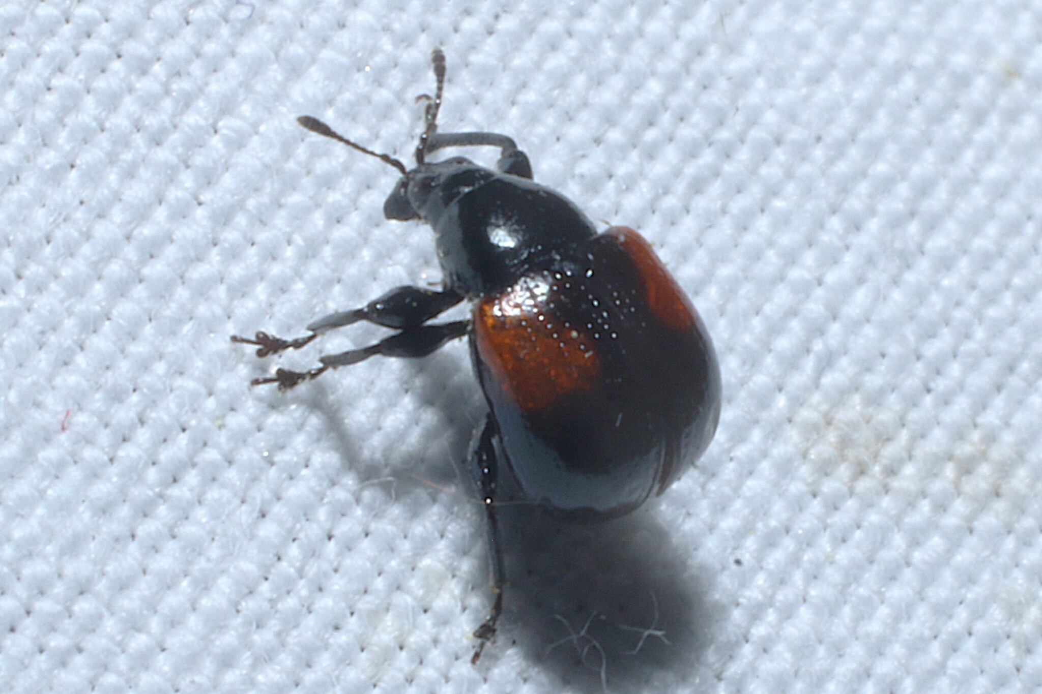 About Oak Leafrolling Weevil - Maryland Biodiversity Project