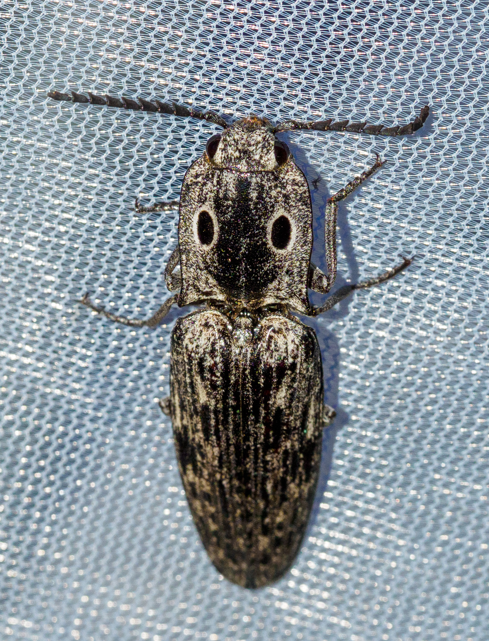 About Blind Click Beetle - Maryland Biodiversity Project