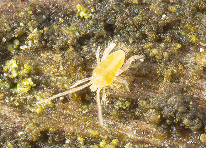 About Unidentified Eupodidae sp. - Maryland Biodiversity Project