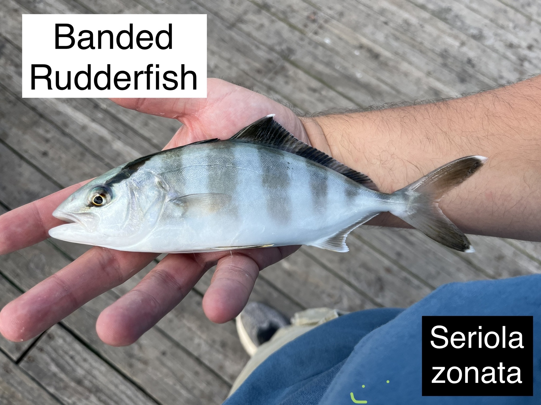 About Banded Rudderfish - Maryland Biodiversity Project