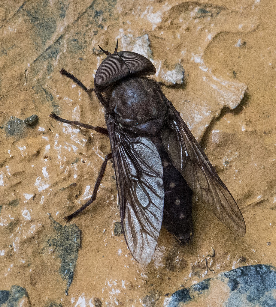 About Tabanus catenatus - Maryland Biodiversity Project