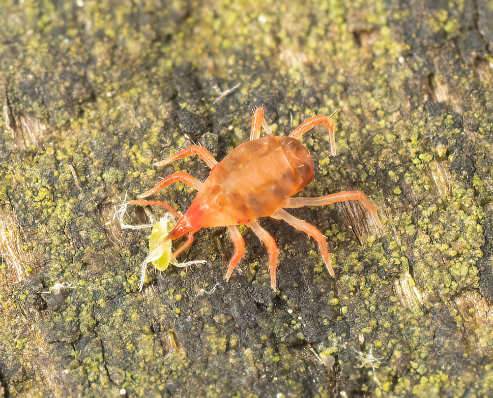 About Unidentified Bdellidae sp. - Maryland Biodiversity Project
