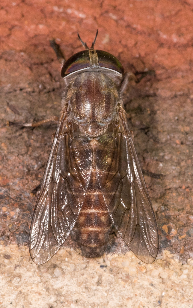About Tabanus sackeni - Maryland Biodiversity Project