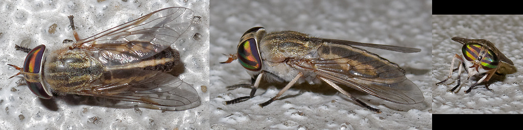 About Tabanus similis - Maryland Biodiversity Project