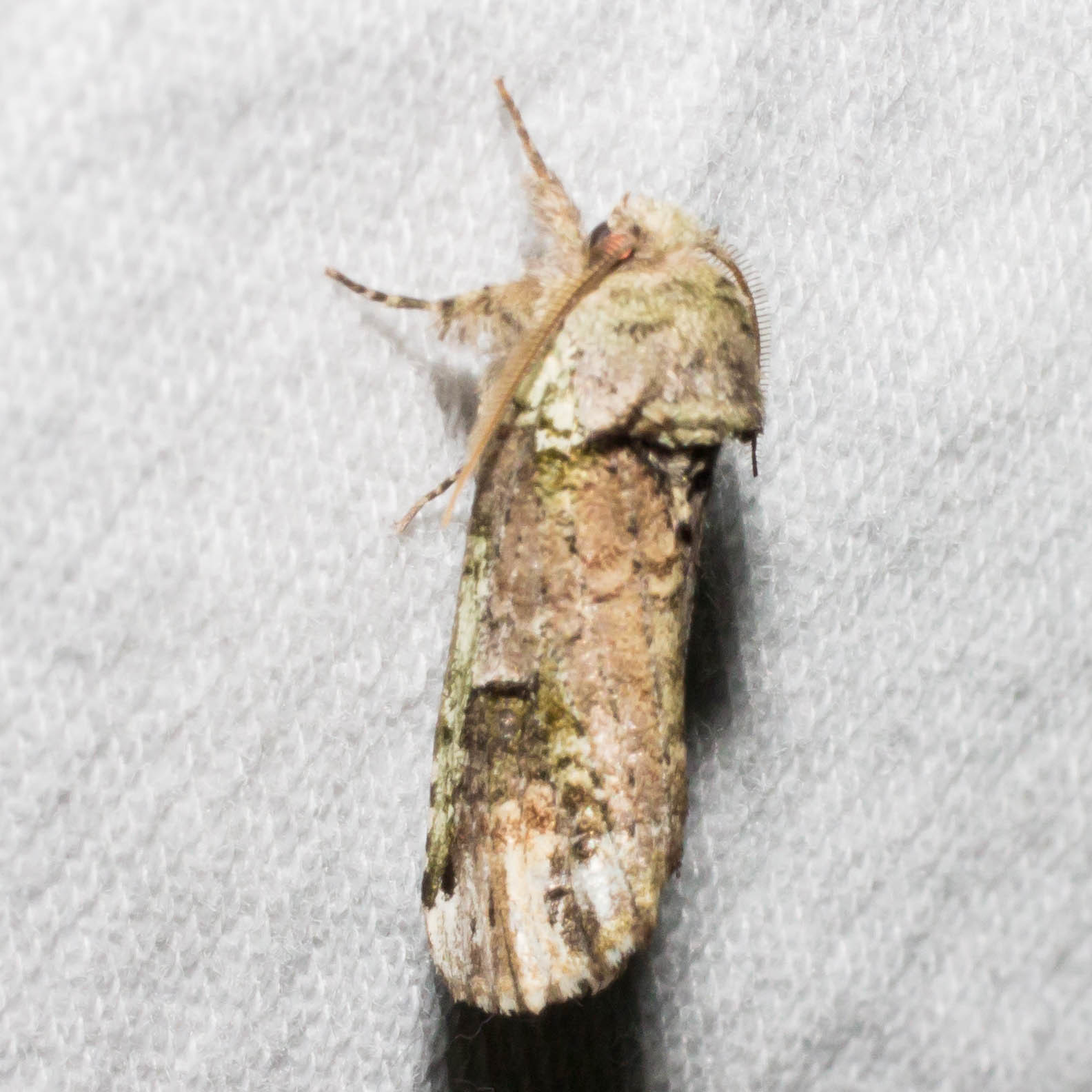 Record #709687 Details - Maryland Biodiversity Project