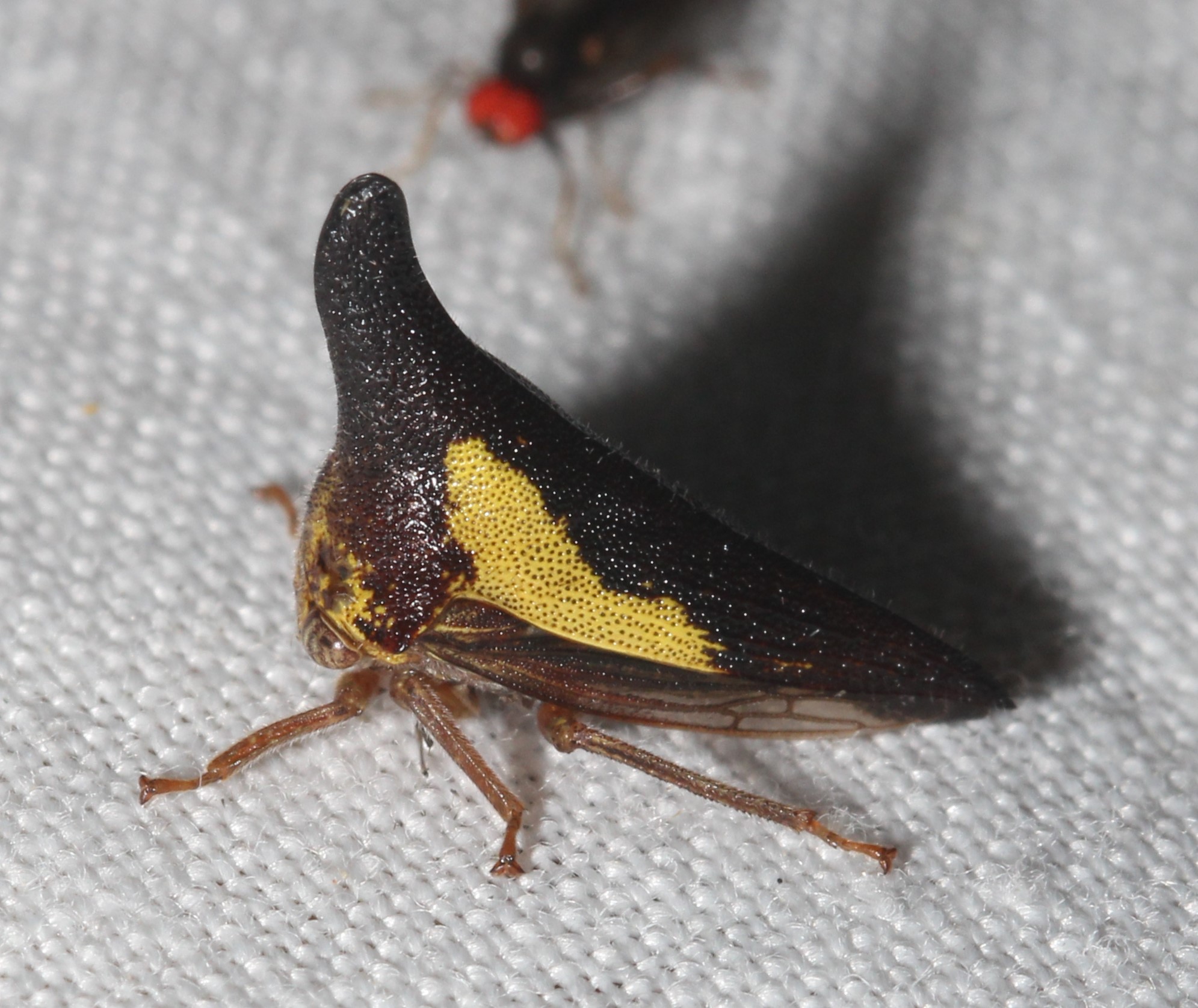 About Locust Treehopper - Maryland Biodiversity Project