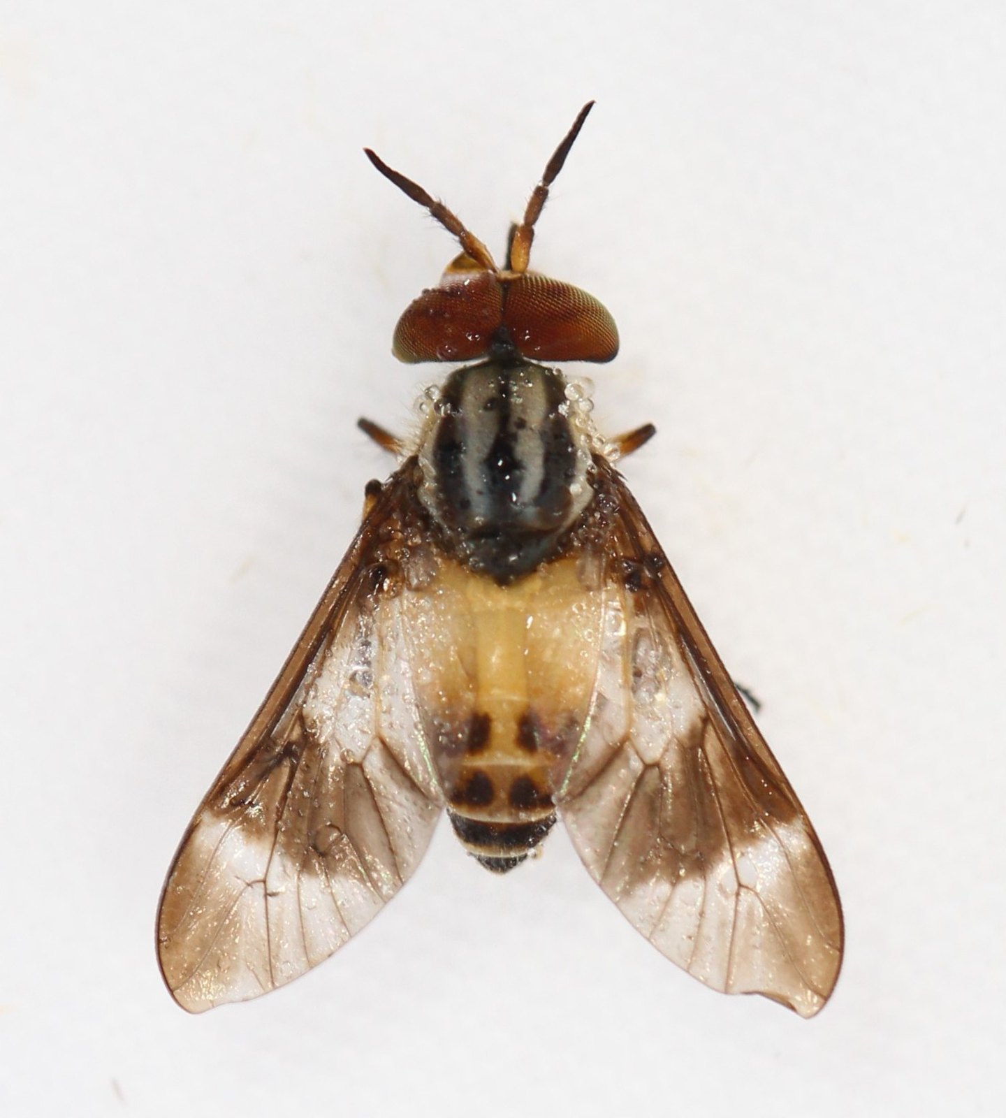About Chrysops impunctus - Maryland Biodiversity Project