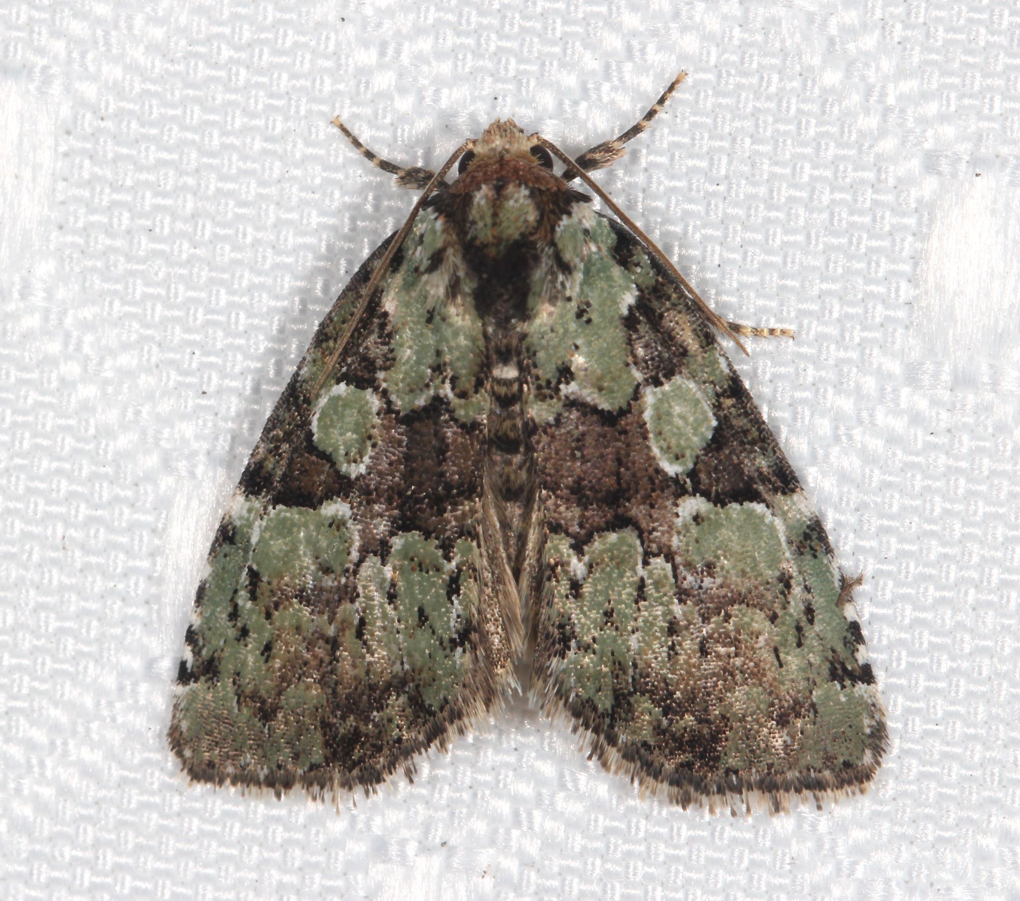 About Marbled-green Leuconycta Moth - Maryland Biodiversity Project