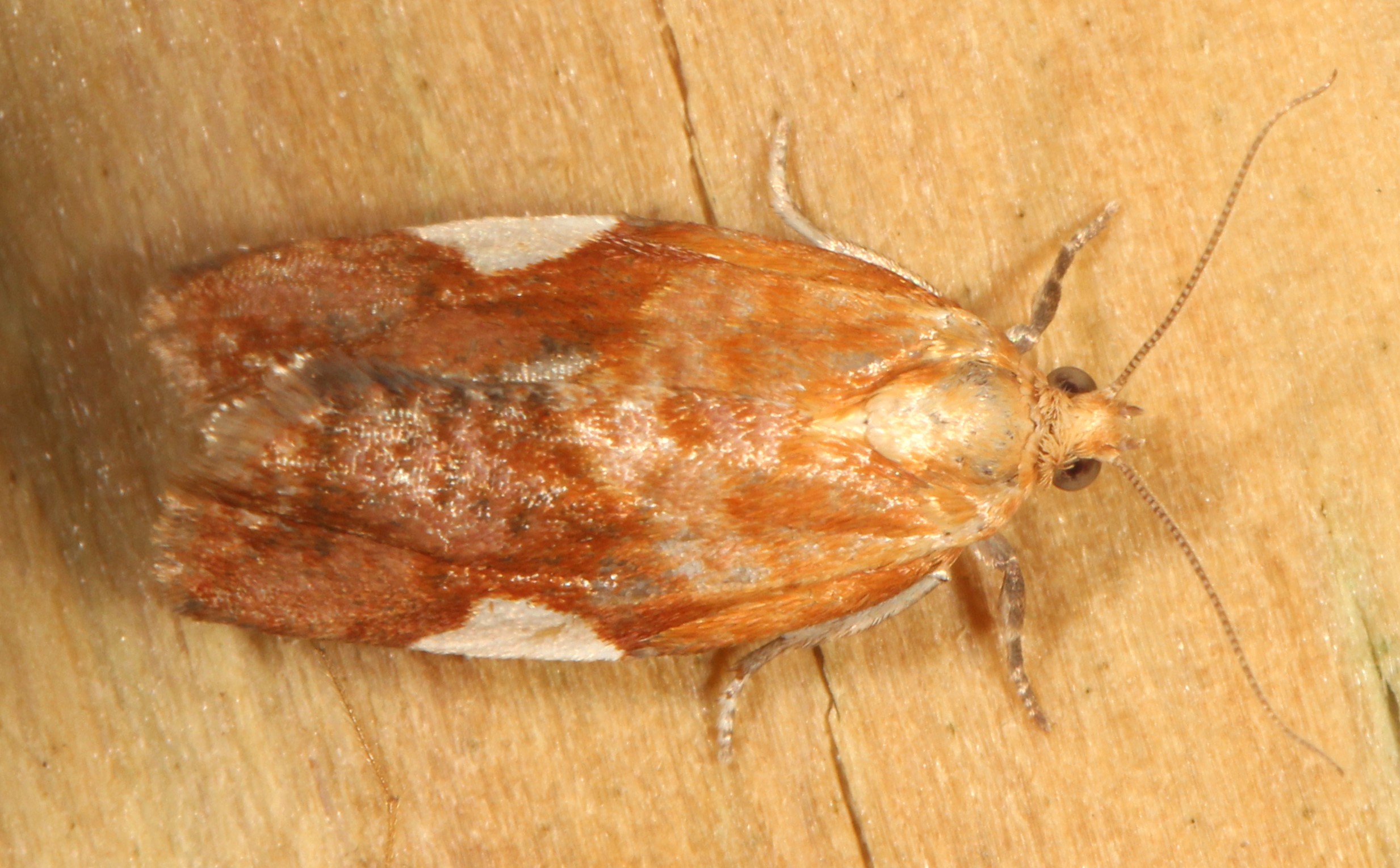 About White-triangle Tortrix Moth - Maryland Biodiversity Project