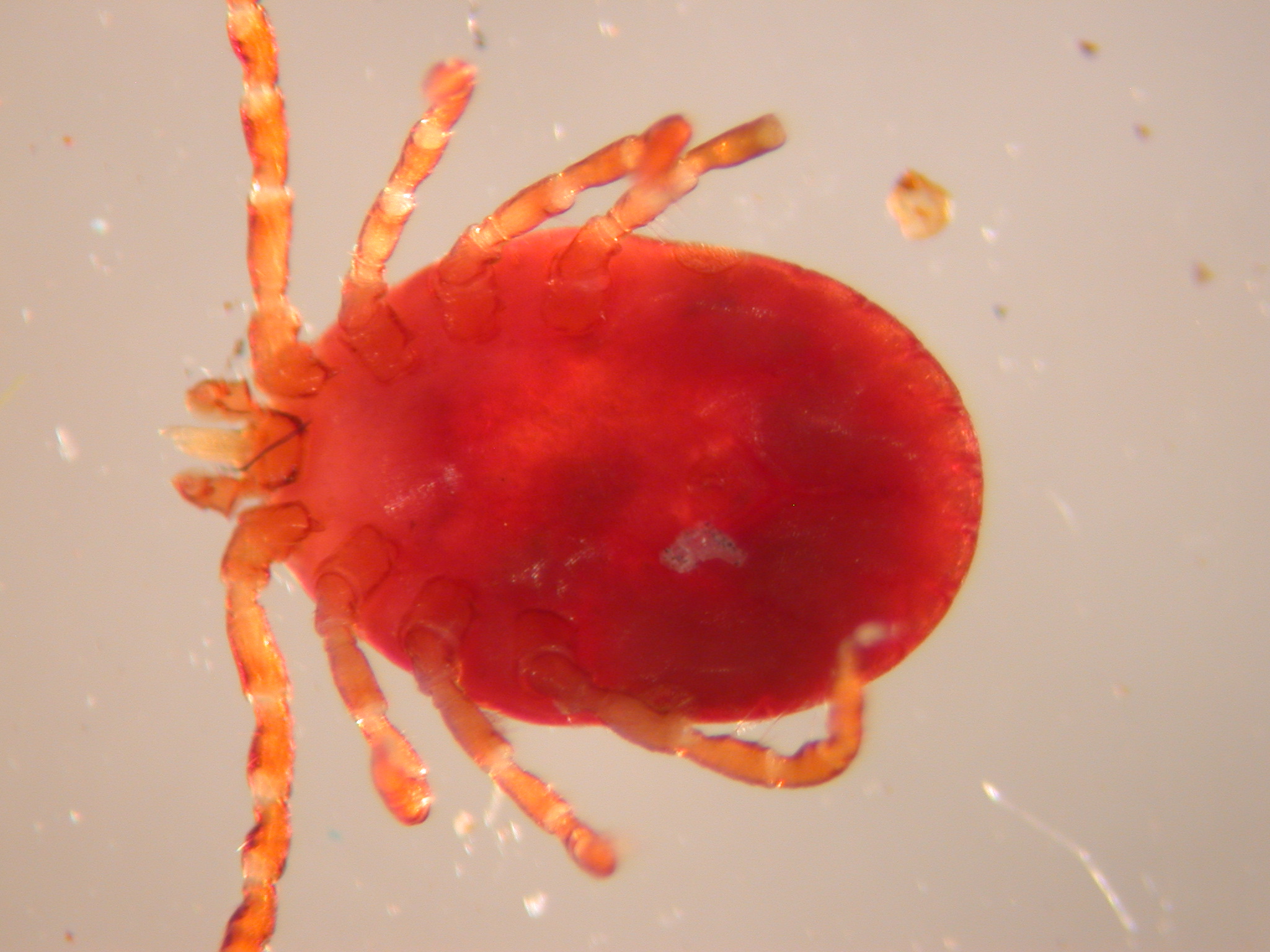 About Asian Longhorned Tick - Maryland Biodiversity Project