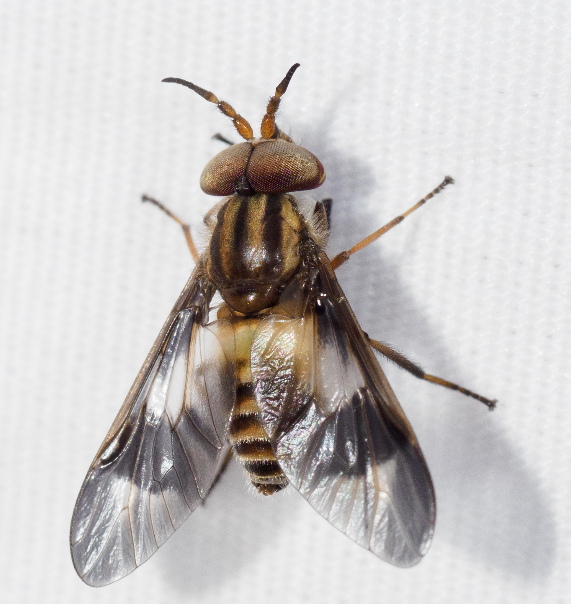 About Chrysops sp. - Maryland Biodiversity Project